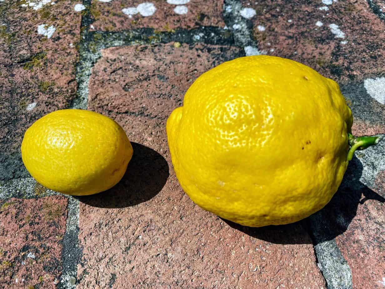 What is a Cedro? + 9 Ways We Use it in Italy - Mom In Italy