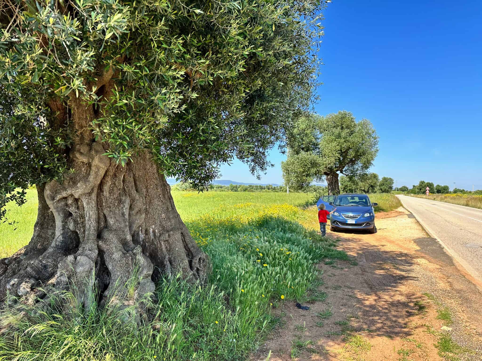 OSTUNI – One-Day Itinerary for Puglia’s ‘White City’ (+ Map & Tips ...