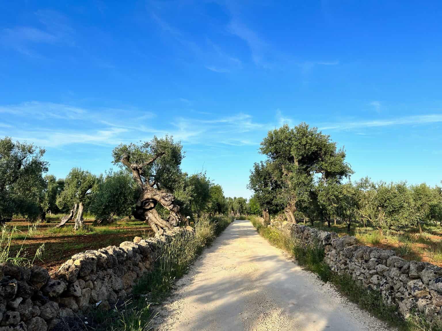 DRIVING IN PUGLIA – Helpful Info & Tips for Your Trip - Mom In Italy