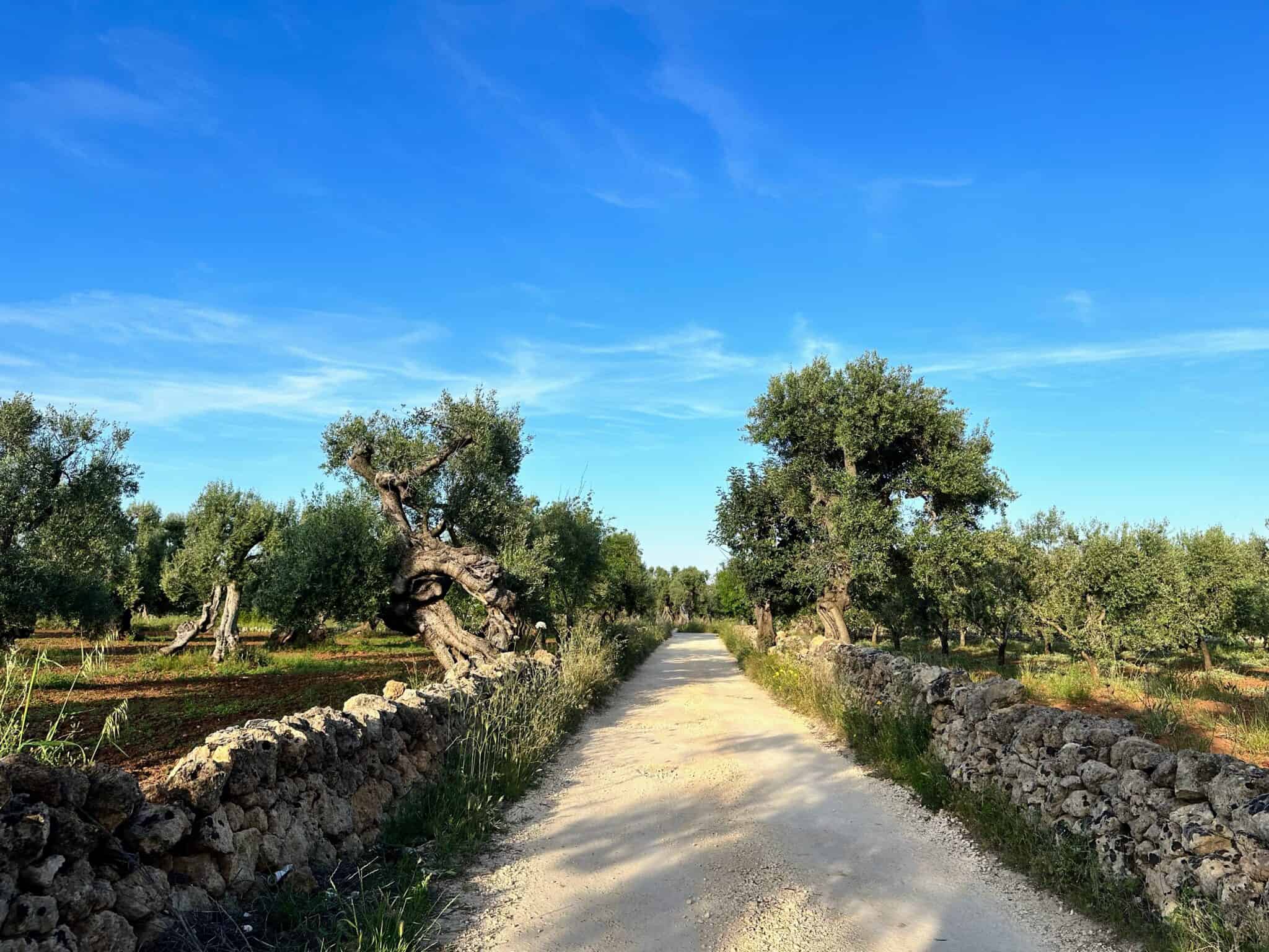 DRIVING IN PUGLIA – Helpful Info & Tips for Your Trip - Mom In Italy